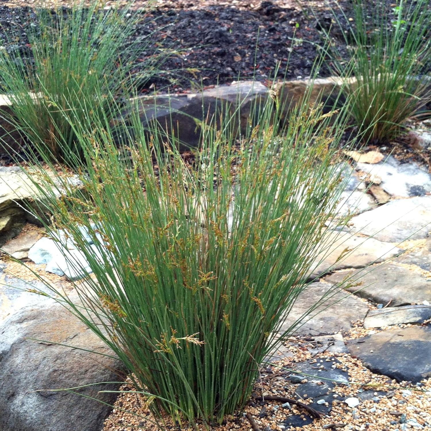 Blue Rush, a Great Pond Plant for Your Water Garden. Filters koi and ...