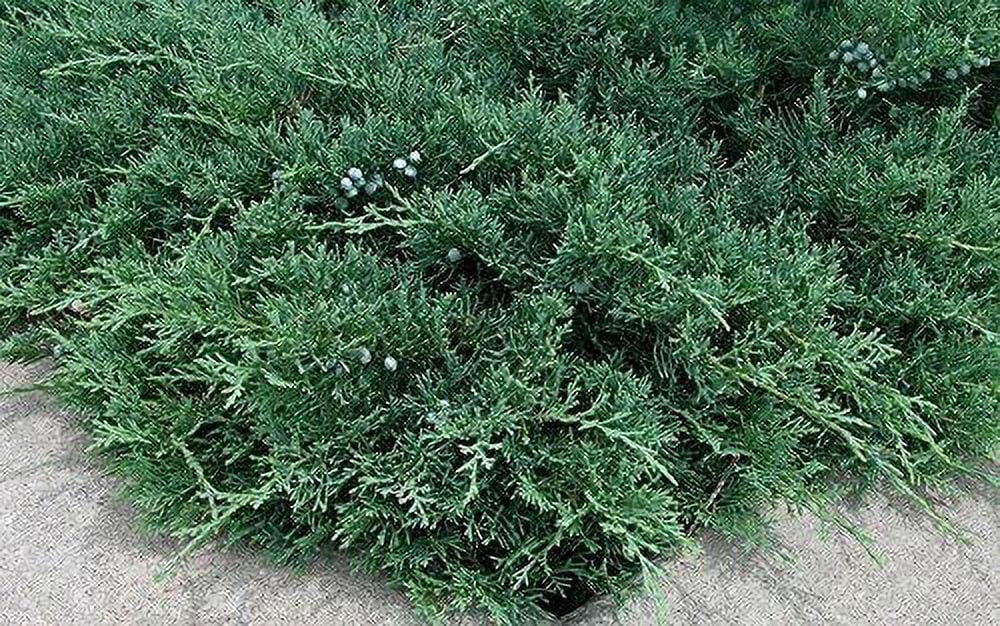 Florida Foliage Blue Sargent Juniper, 30 Drought Tolerant Evergreen ...