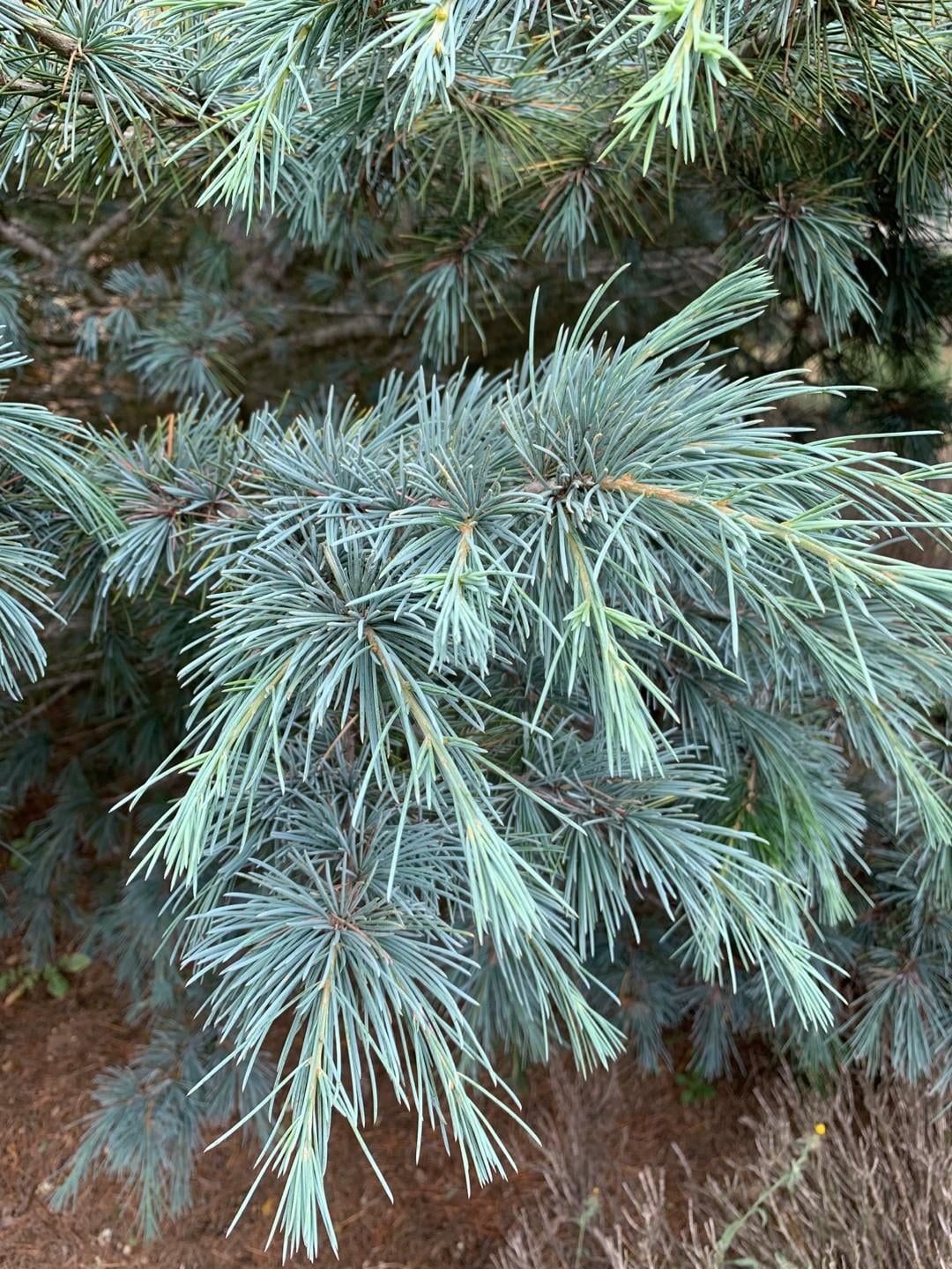 RedCrocus Blue Shag Eastern White Pine | Evergreen Needle Plant for ...