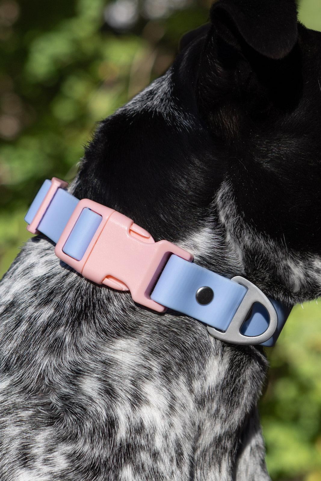 Blue Sky Orchid Waterproof Dog Collar - Walmart.com