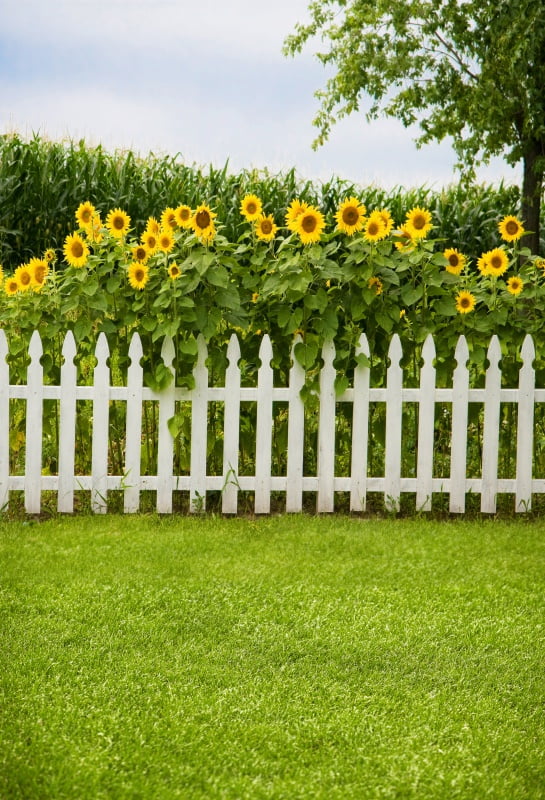Blue Sky White Clouds Sunflowers Green Grassland Photography ...
