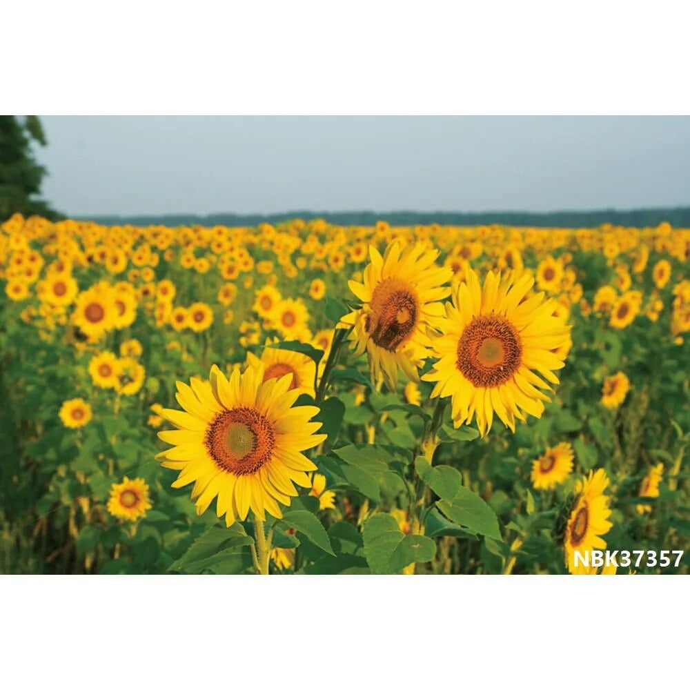 Blue Sky White Clouds Sunflowers Photography Backdrops Baby Birthday ...