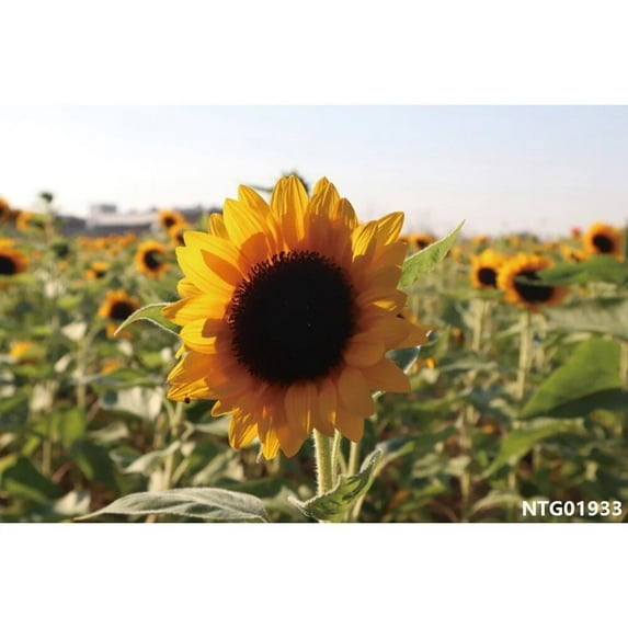Blue Sky White Clouds Sunflowers Photography Backdrops Baby Birthday ...