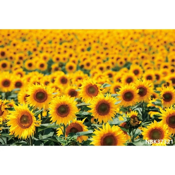 Blue Sky White Clouds Sunflowers Photography Backdrops Baby Birthday Photo Backgrounds Newborn ...