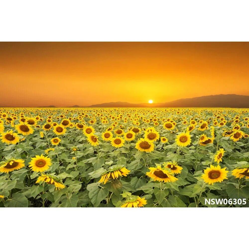 Blue Sky White Clouds Sunflowers Photography Backdrops Baby Birthday ...