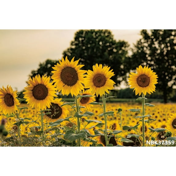 Blue Sky White Clouds Sunflowers Photography Backdrops Baby Birthday Photo Backgrounds Newborn ...