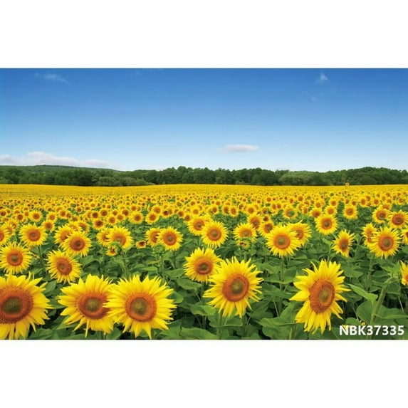 Blue Sky White Clouds Sunflowers Photography Backdrops Baby Birthday ...