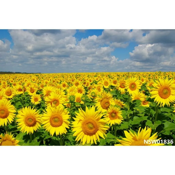 Blue Sky White Clouds Sunflowers Photography Backdrops Baby Birthday Photo Backgrounds Newborn ...