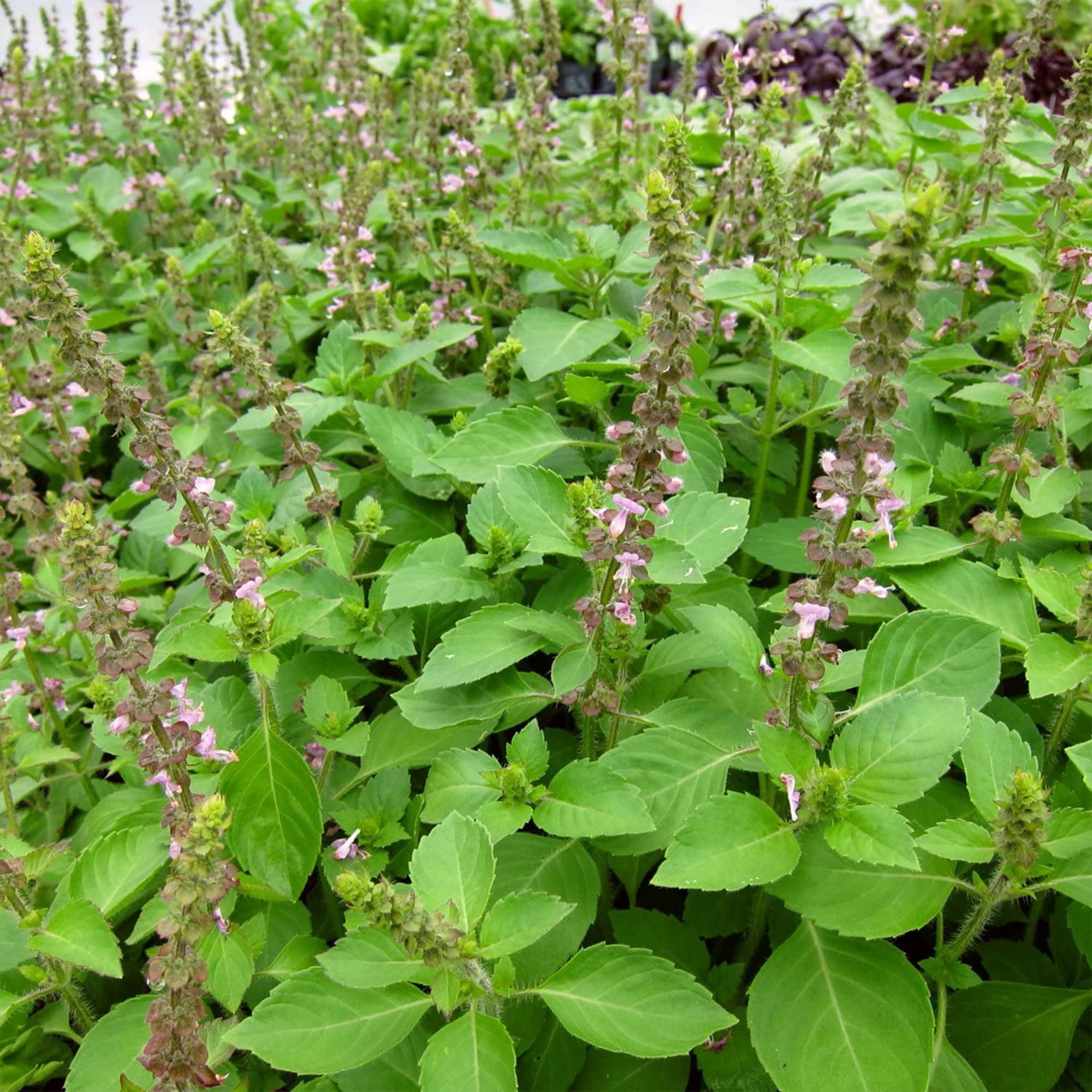 Blue Spice Basil FEV6 Seeds African Blue Basil Strong Aroma for Cooking ...