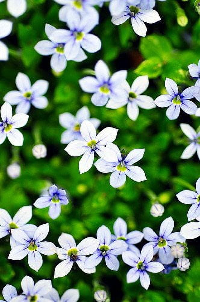 Blue Star Creeper - Isotoma fluviatilis - 3 Seasons of Blooms - Quart ...