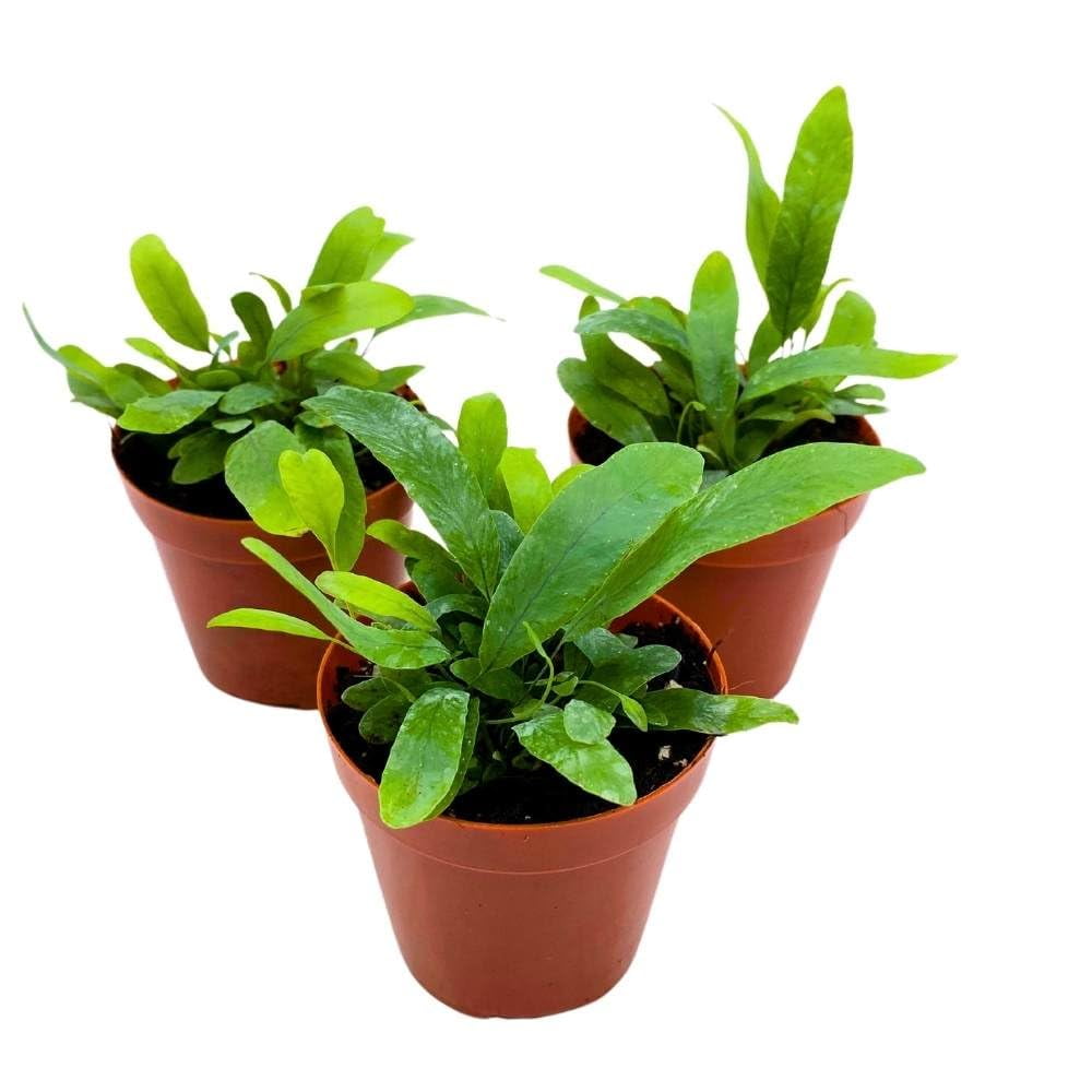 Blue Star Fern 2 inch Set of 3 Phlebodium aureum Tiny Mini Pixie Plants ...