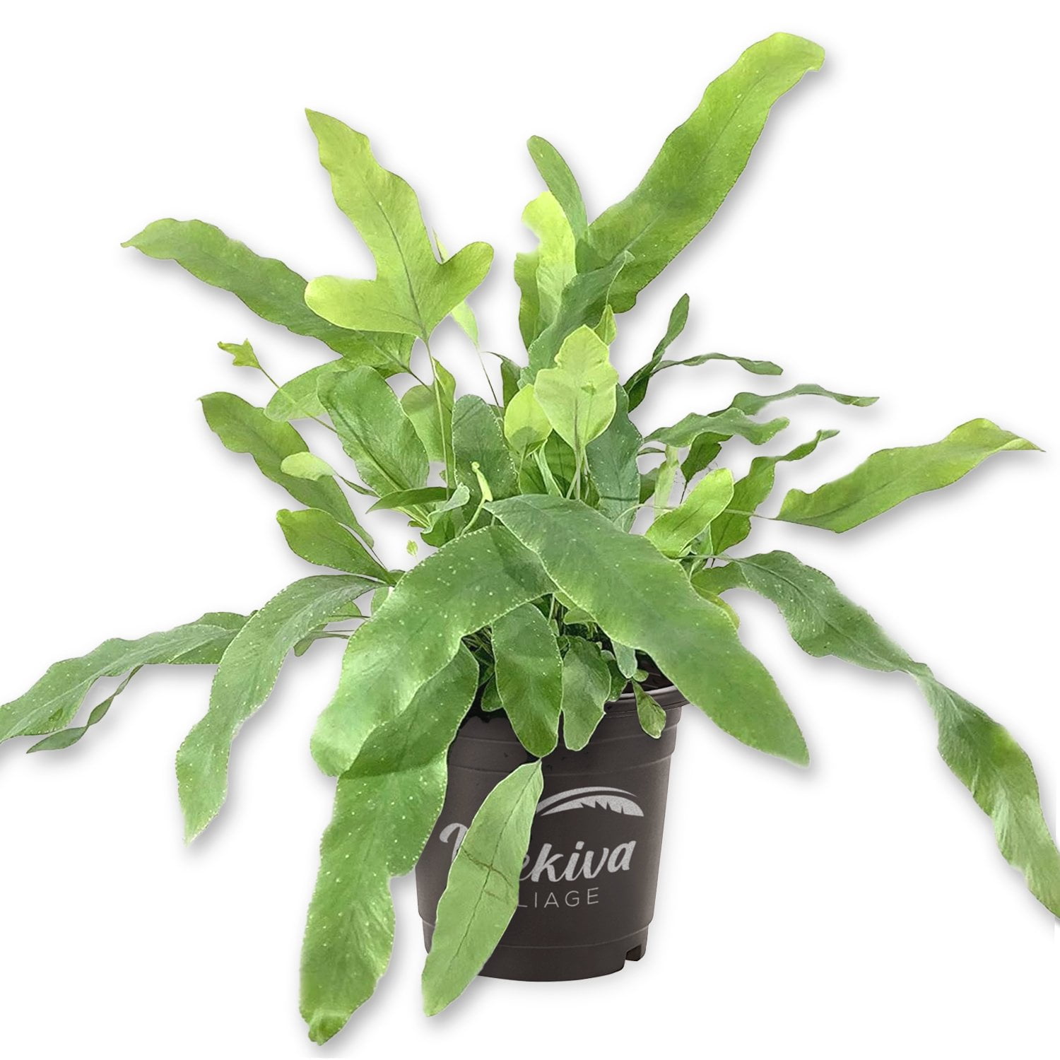 Blue Star Fern - 3 Live Plants in 4 Inch Pots - Phlebodium Aureum ...