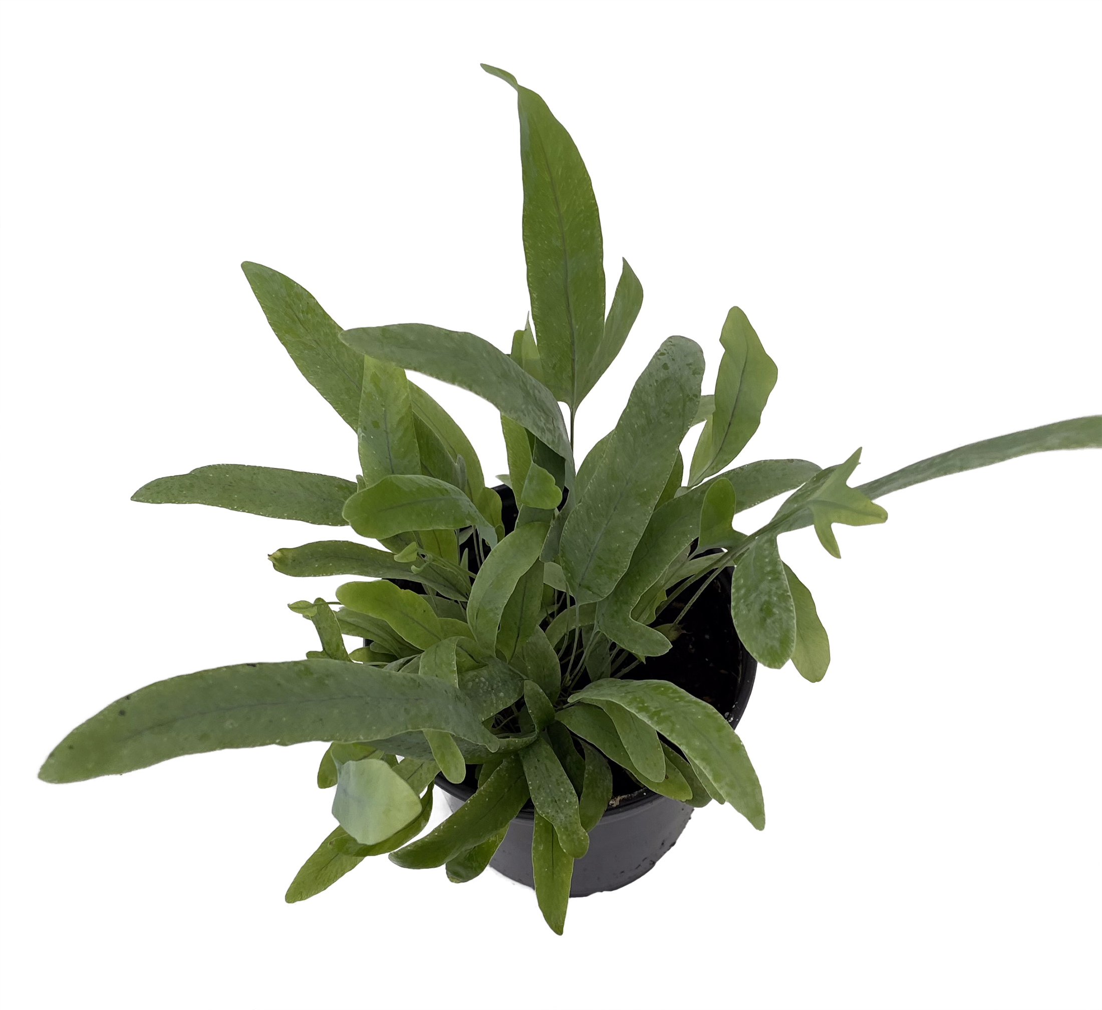Mysterious Air Fern, Set of 2 – Water & Soil Free House Plant - Walmart.com