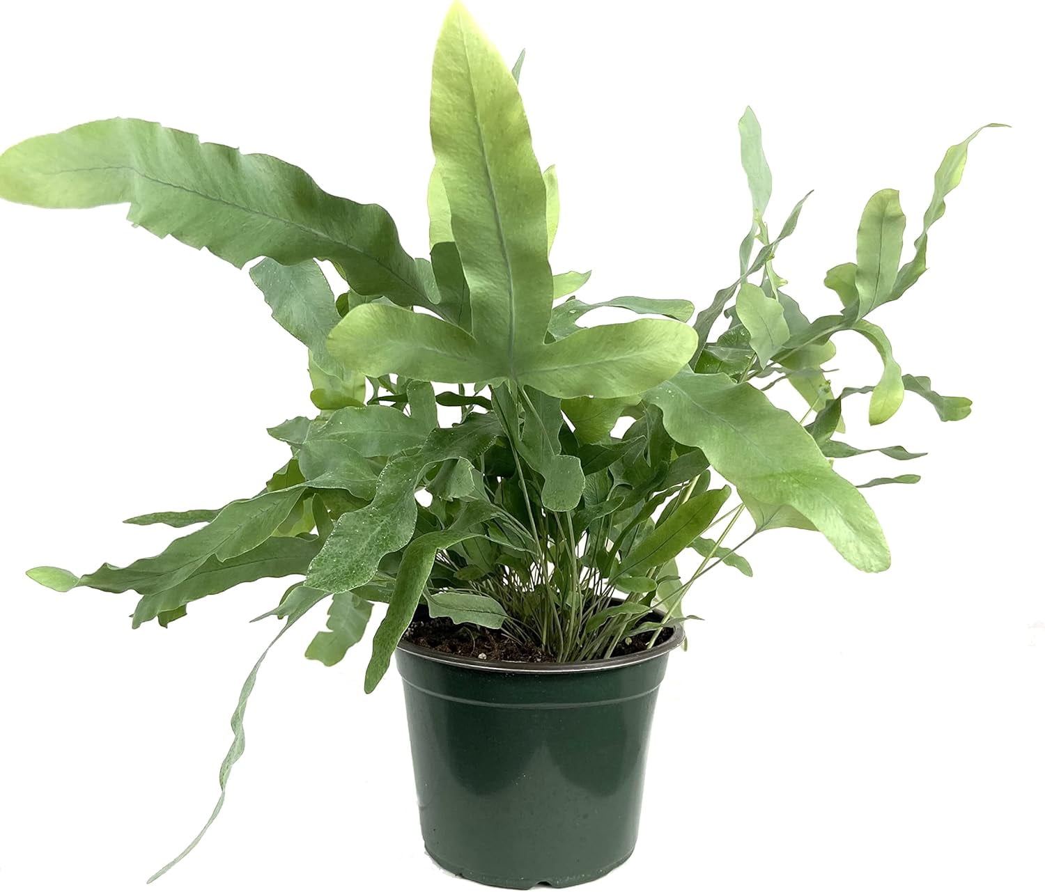 Blue Star Fern - 5 Live Plants in 6 Inch Pots - Phlebodium Aureum ...