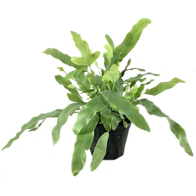 Blue Star Fern - Live Plant in a 4 Inch Pot - Phlebodium Aureum ...