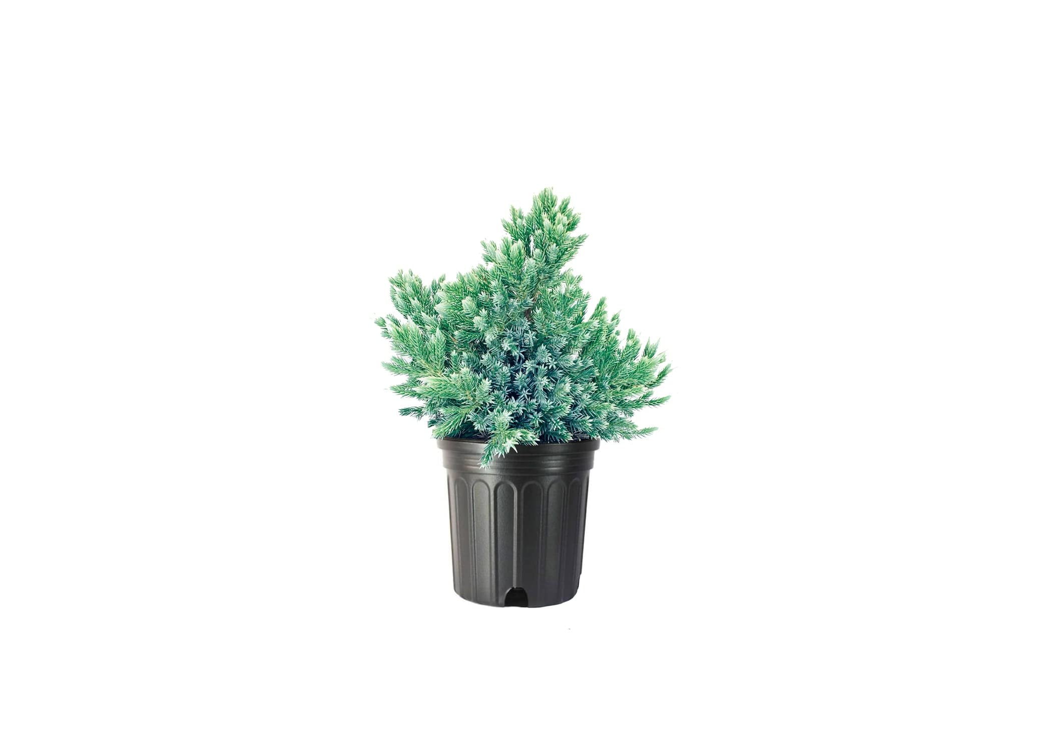 Blue Star Juniper 2 Large Gallon Size Plants Juniperus Squamata Low ...