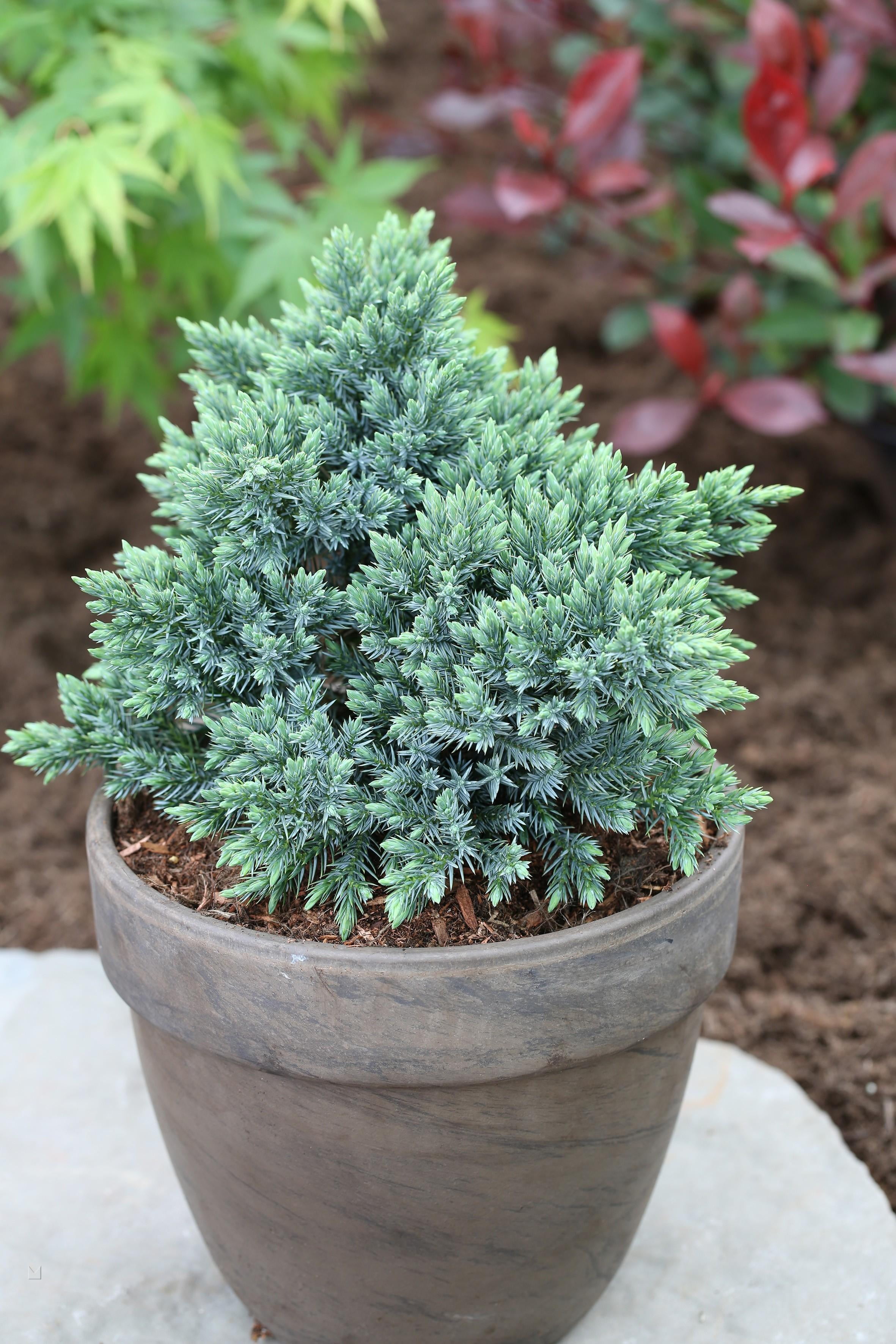 Blue Star' Juniper 3 Gallon - Walmart.com