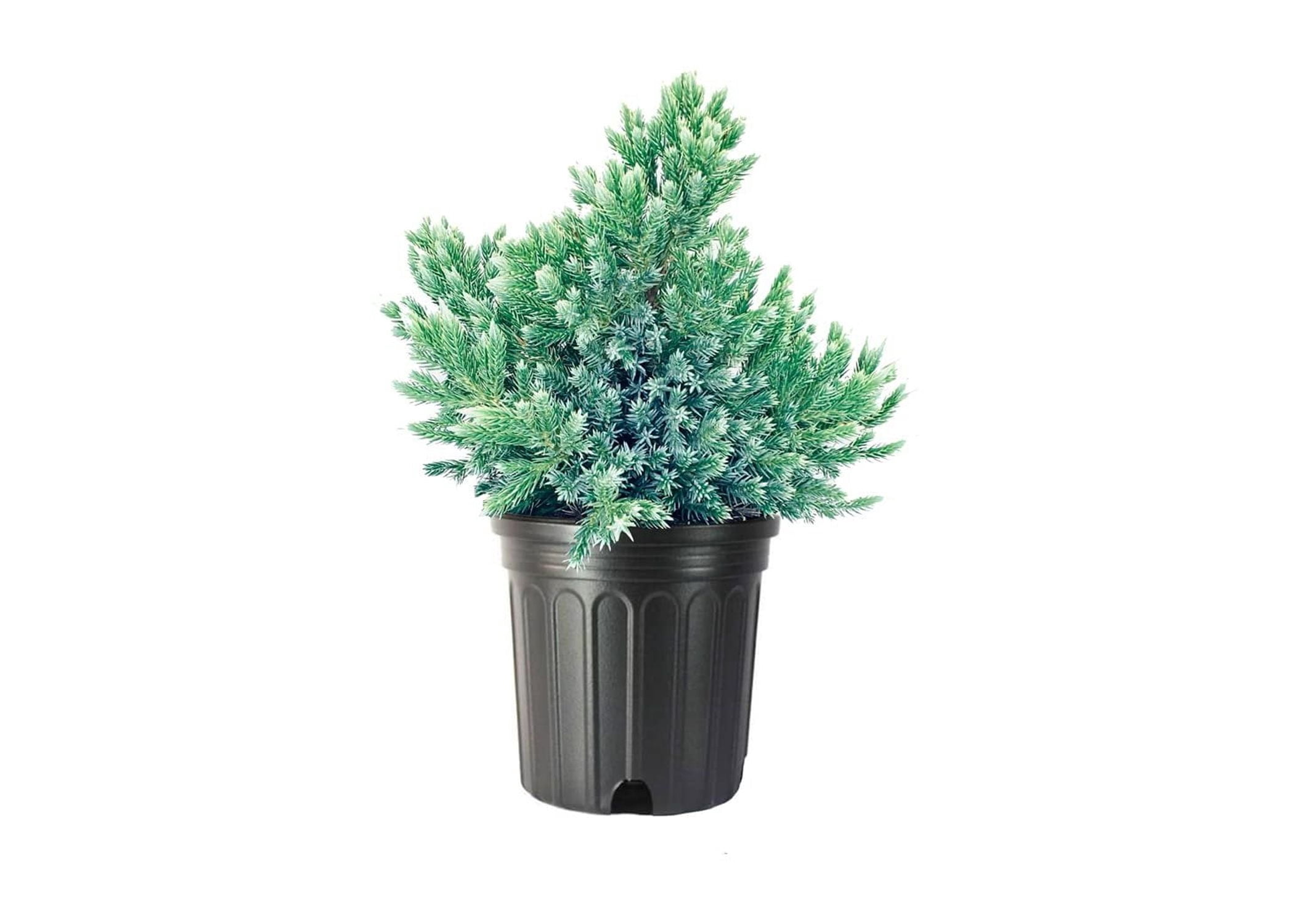 Blue Star Juniper 3 Large Gallon Size Plants Juniperus Squamata Low ...