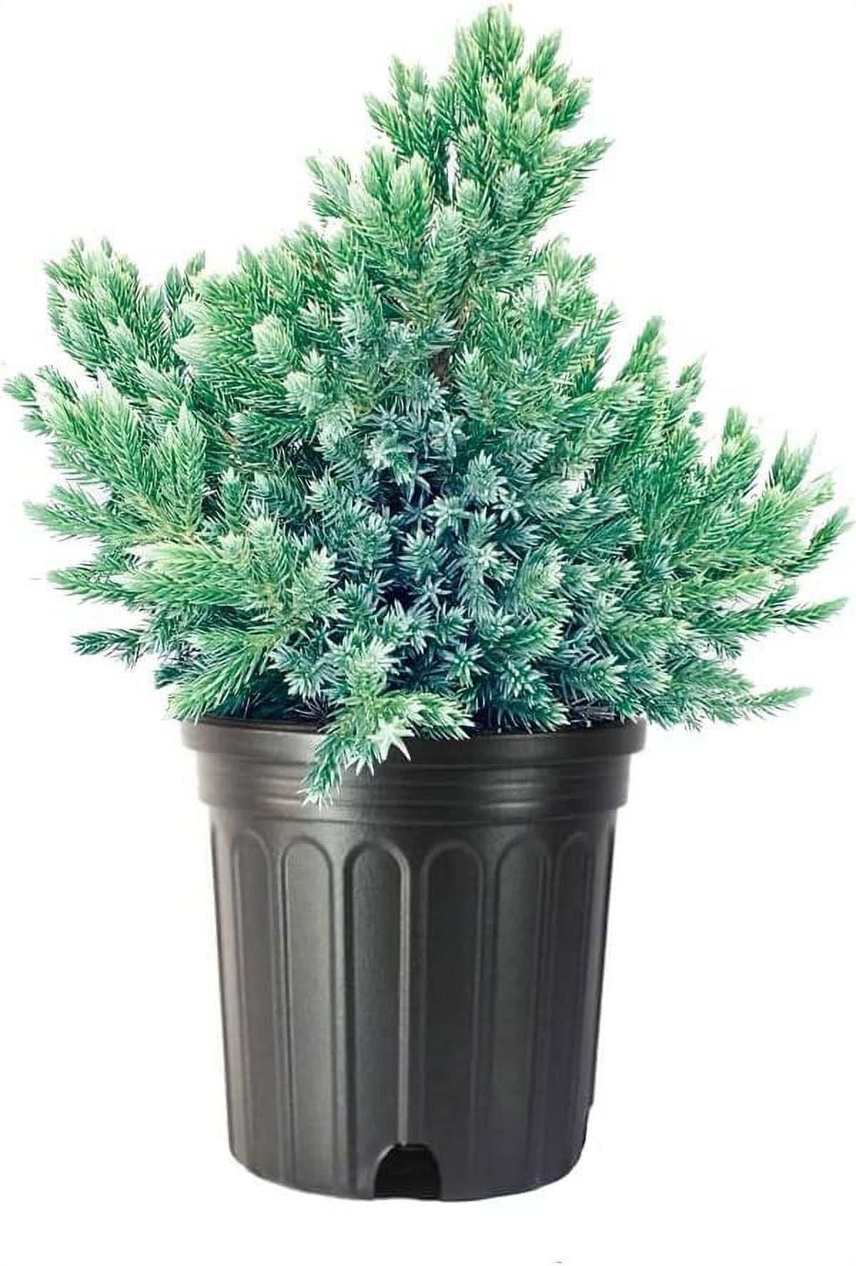 Blue Star Juniper 3 Large Gallon Size Plants Juniperus Squamata Low ...