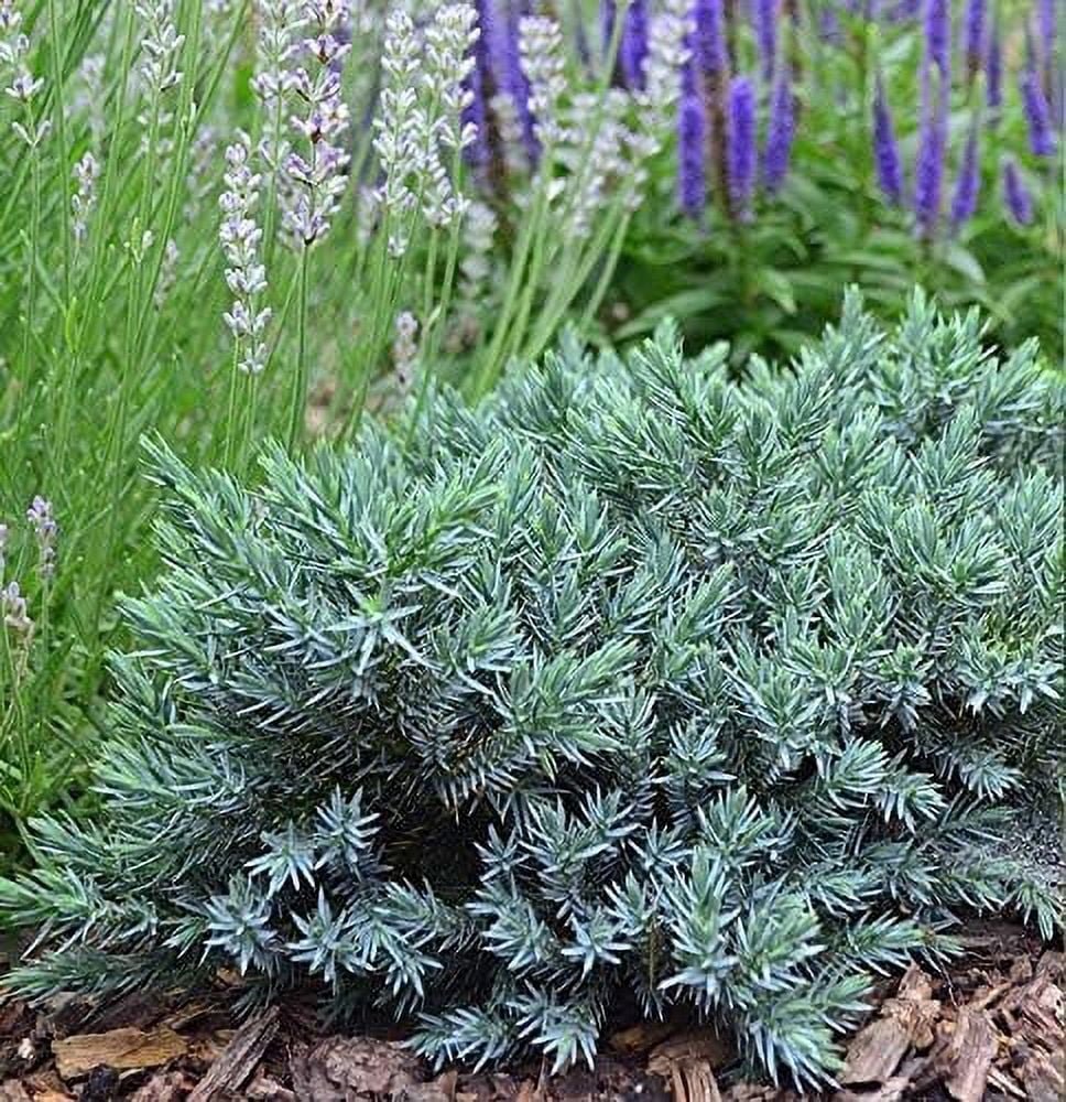 Blue Star Juniper - 40 Live Plants - Juniperus Squamata - Low ...