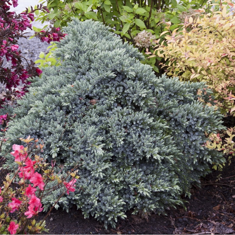 Blue Star Juniper Juniperus Squamata 'Blue Star' | Landscape Plants