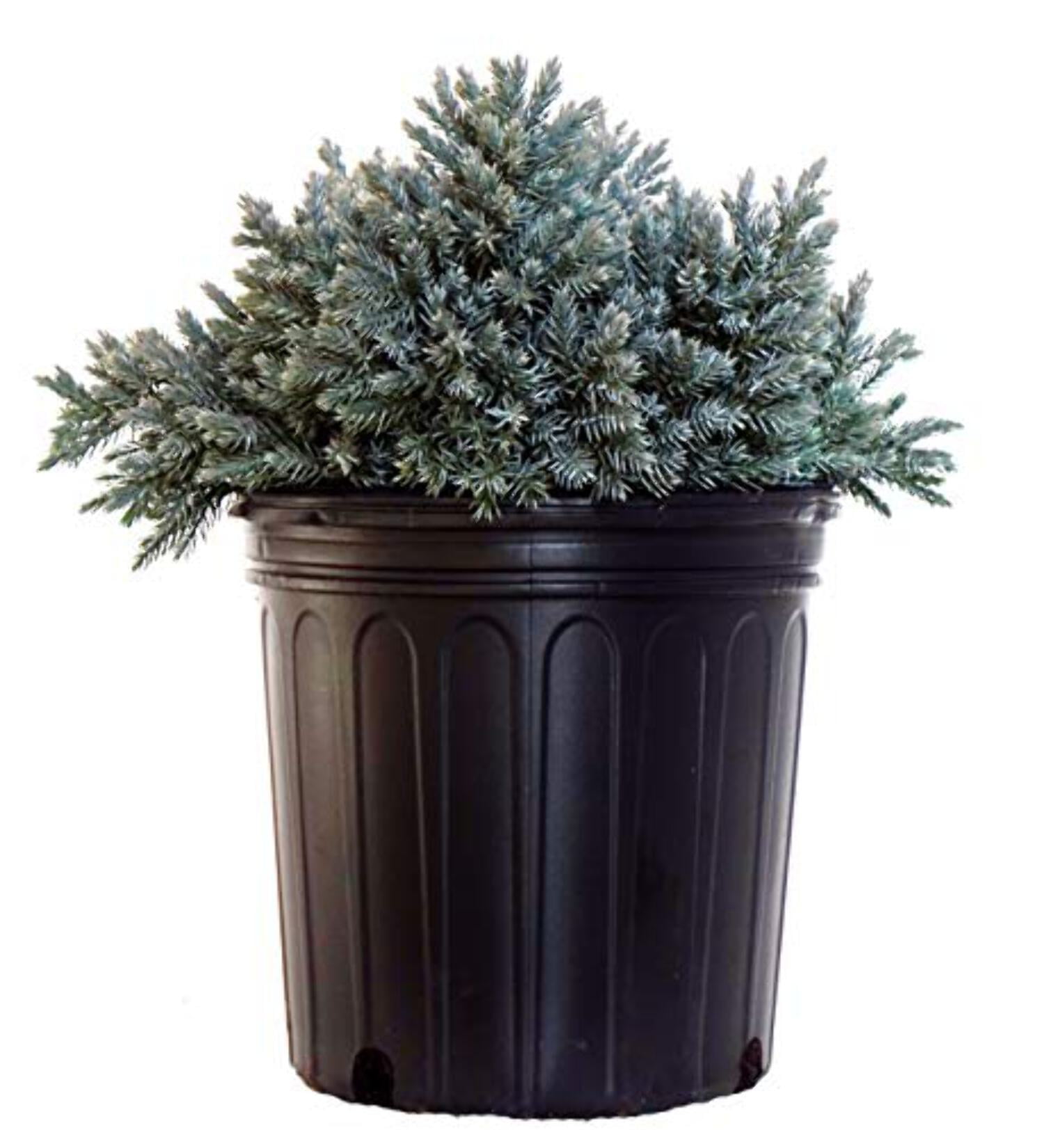 Blue Star Juniper - Walmart.com