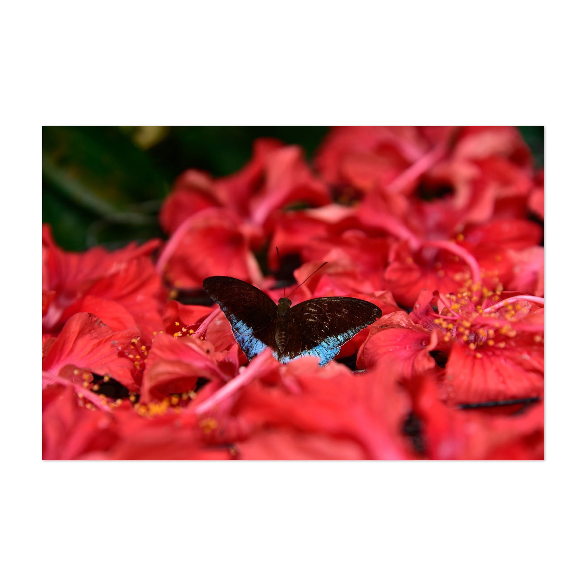 Blue-Striped Butterfly on Scarlet Blossoms - Photography Butterfly ...