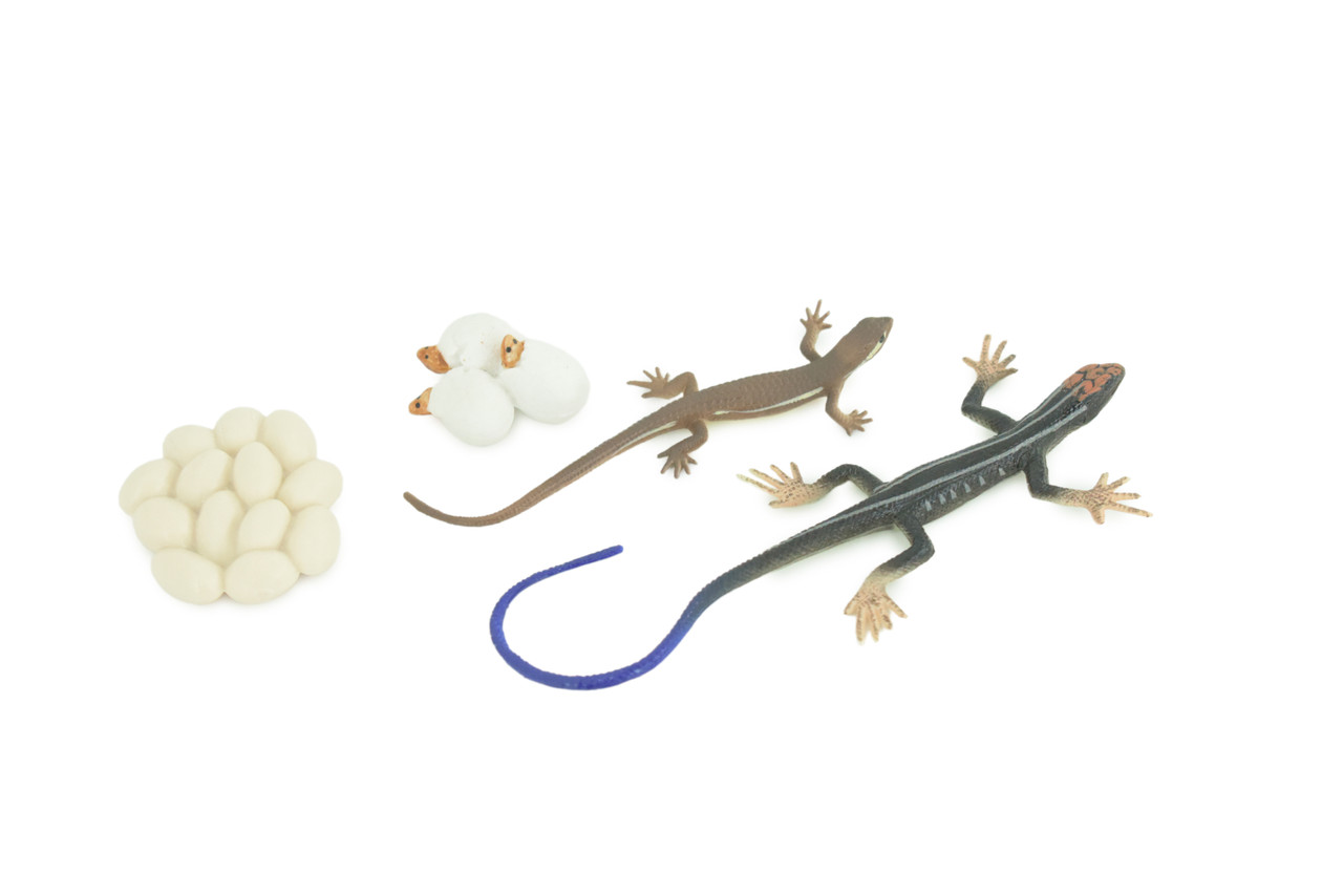 Blue-Tailed Skink Life Cycle, 4 Piece Set, Museum Quality, Hand Painted ...