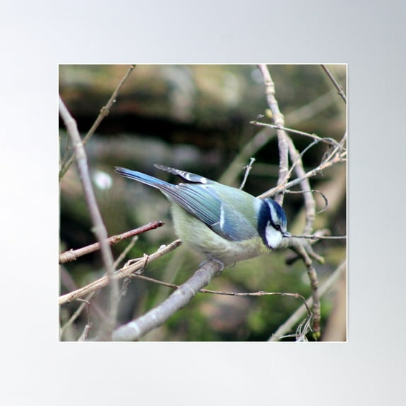 Blue Tit Poster Wall Art, Modern Wall Decor For Living Room Bedroom ...