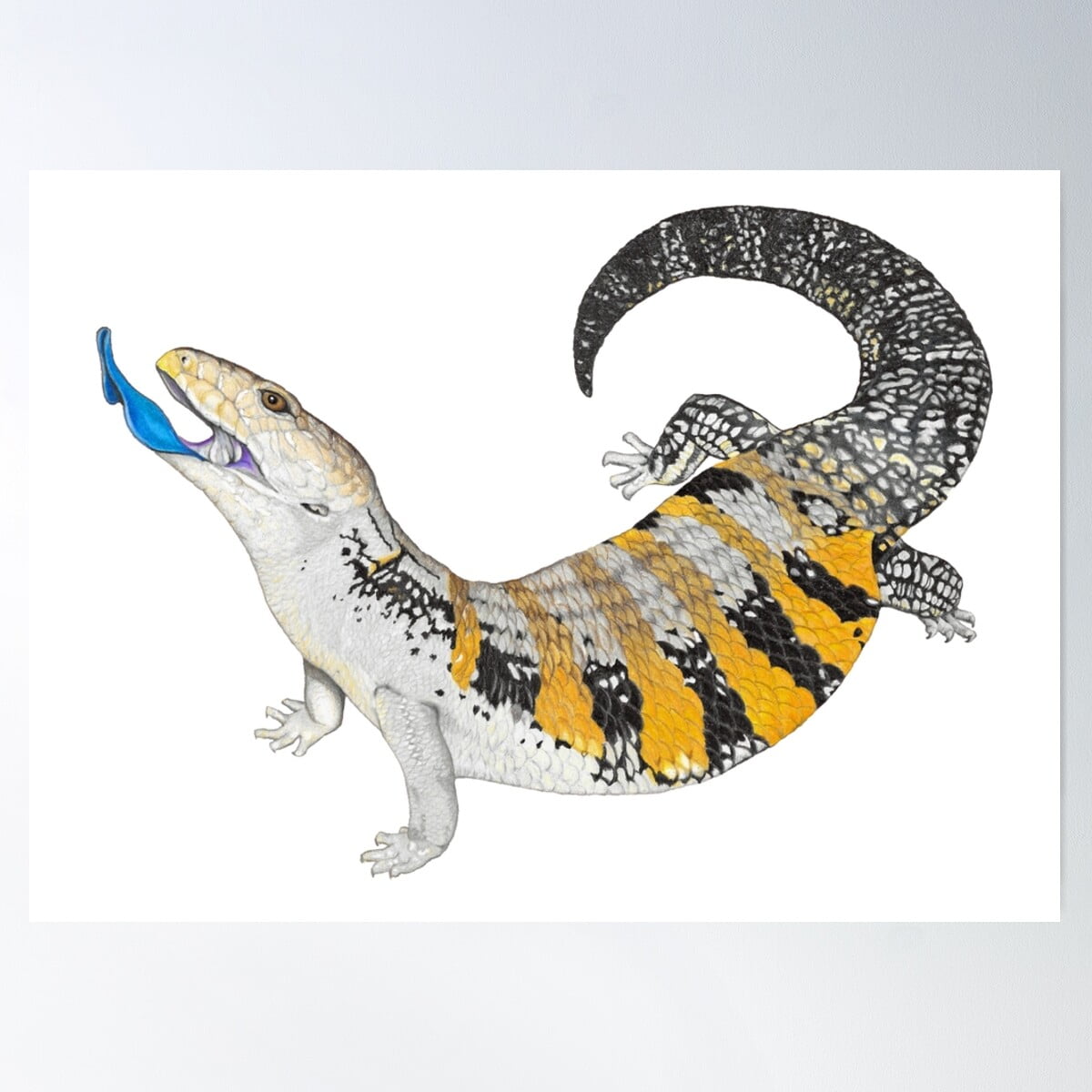 Blue Tongue Skink Poster Wall Art, Modern Wall Decor For Living Room ...