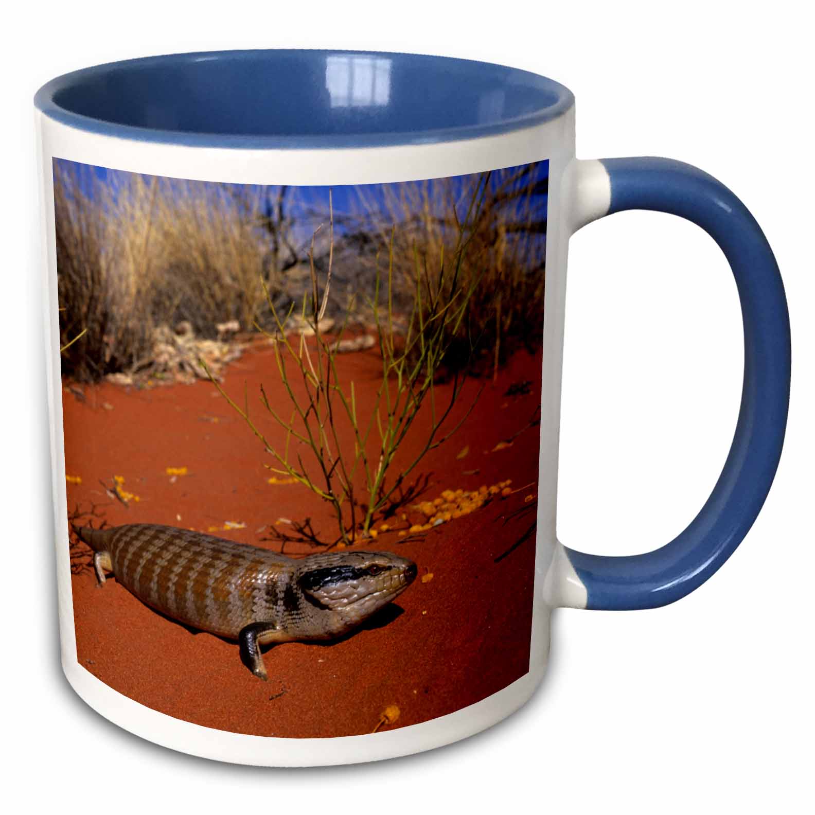 3drose, Blue-tongued Skink Lizard, Ayers Rock, Australia.-au01 Ksc0014 ...