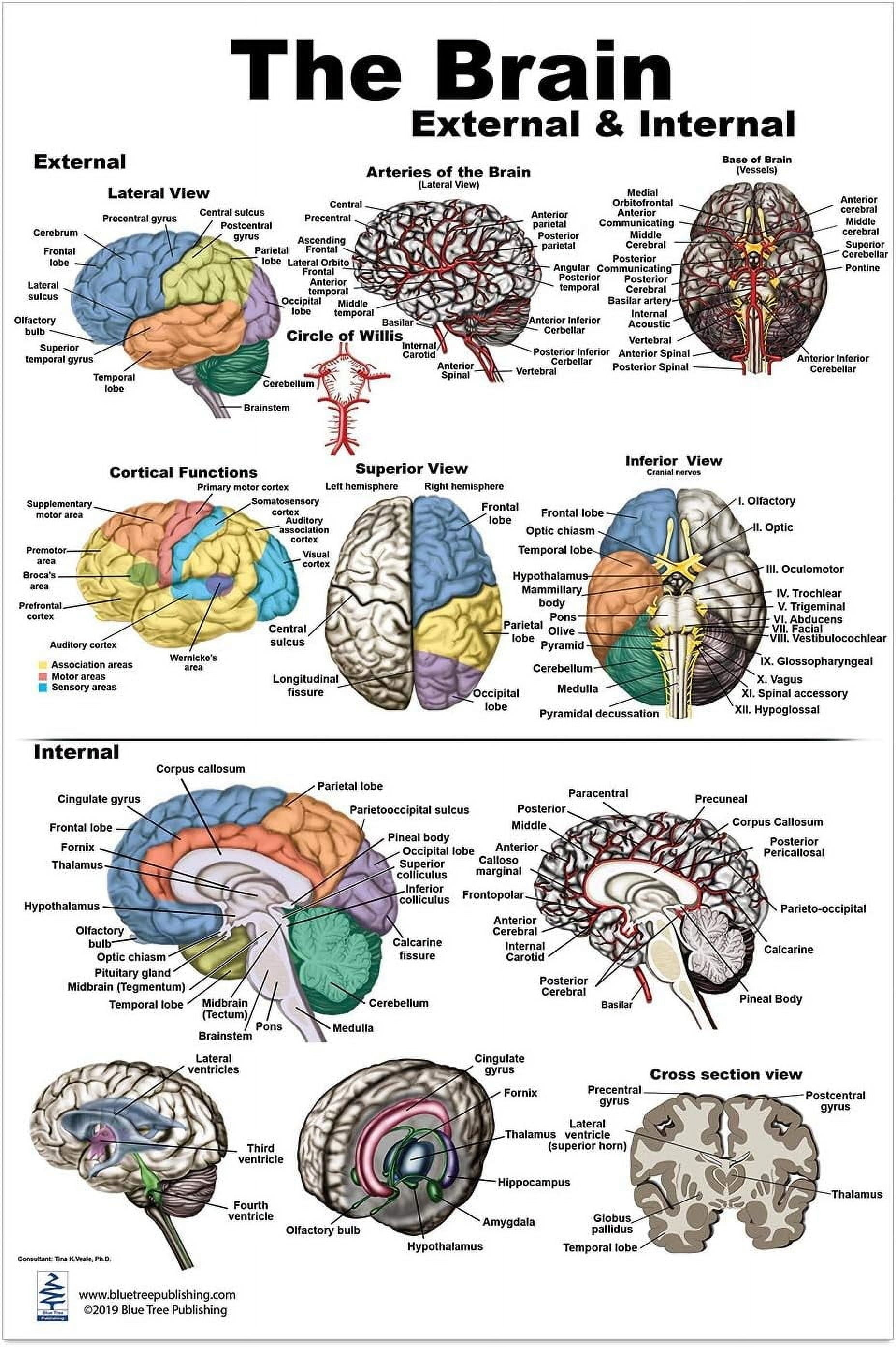 Blue Tree Publishing Brain Charts (Brain Poster L) - Walmart.com
