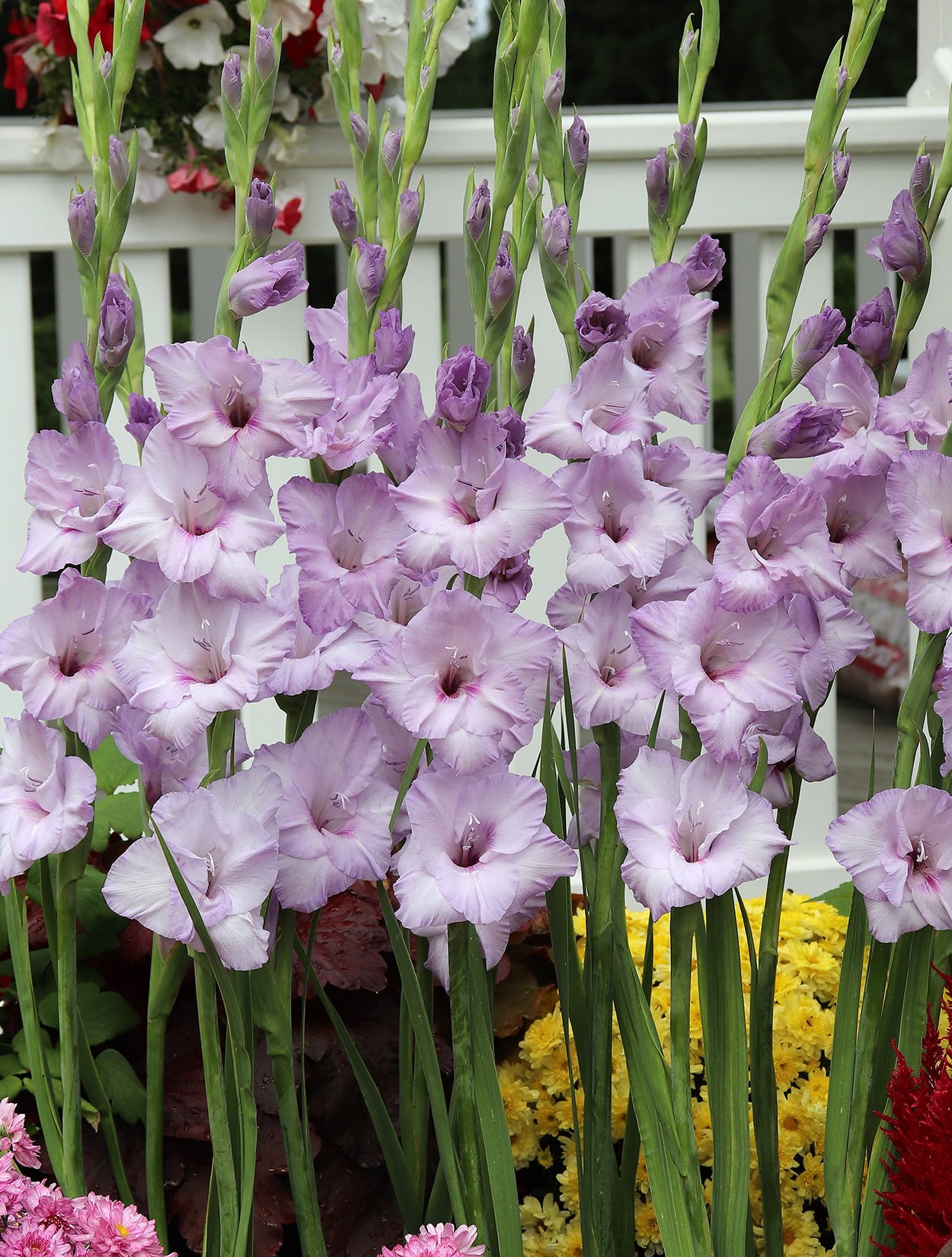 Blue Tropic Gladiolus - 5 bulbs - Walmart.com