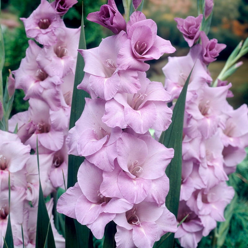 Blue Tropic Gladiolus Flower Bulbs - 10 Gladioli Bulbs per Pack ...
