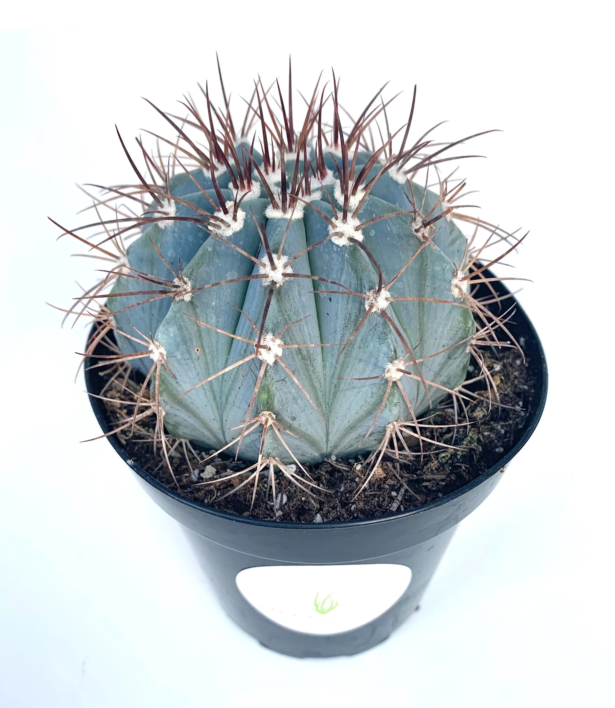 Blue Turk's Cap Cactus Melocactus Azureus Live Plants 4in Pot, Easy to ...