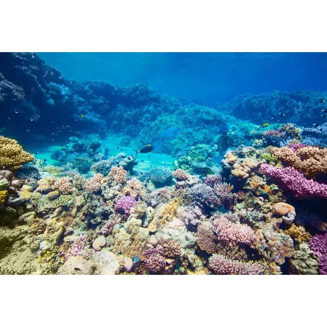 Blue Underwater World Colorful Coral Reef Fish Room Decor Custom ...