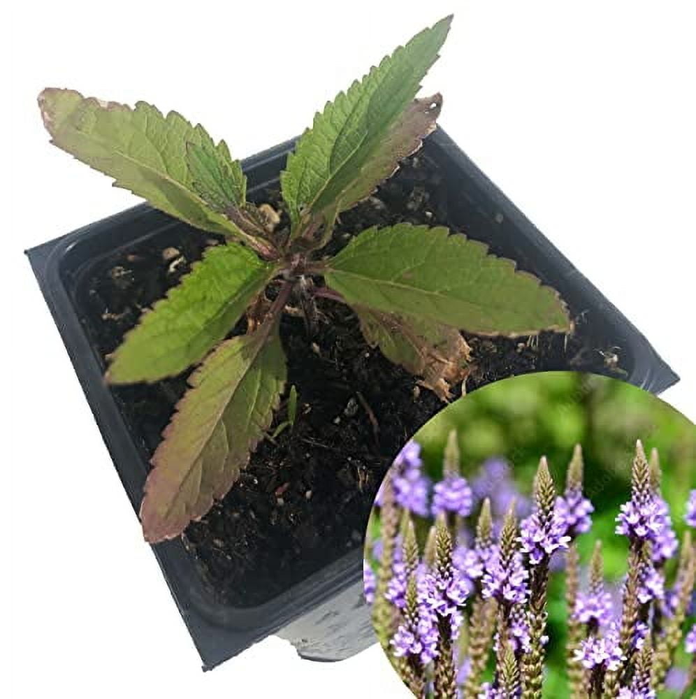 Blue Vervain Plant (Verbena hastata) 2.5 inch Pot - Walmart.com