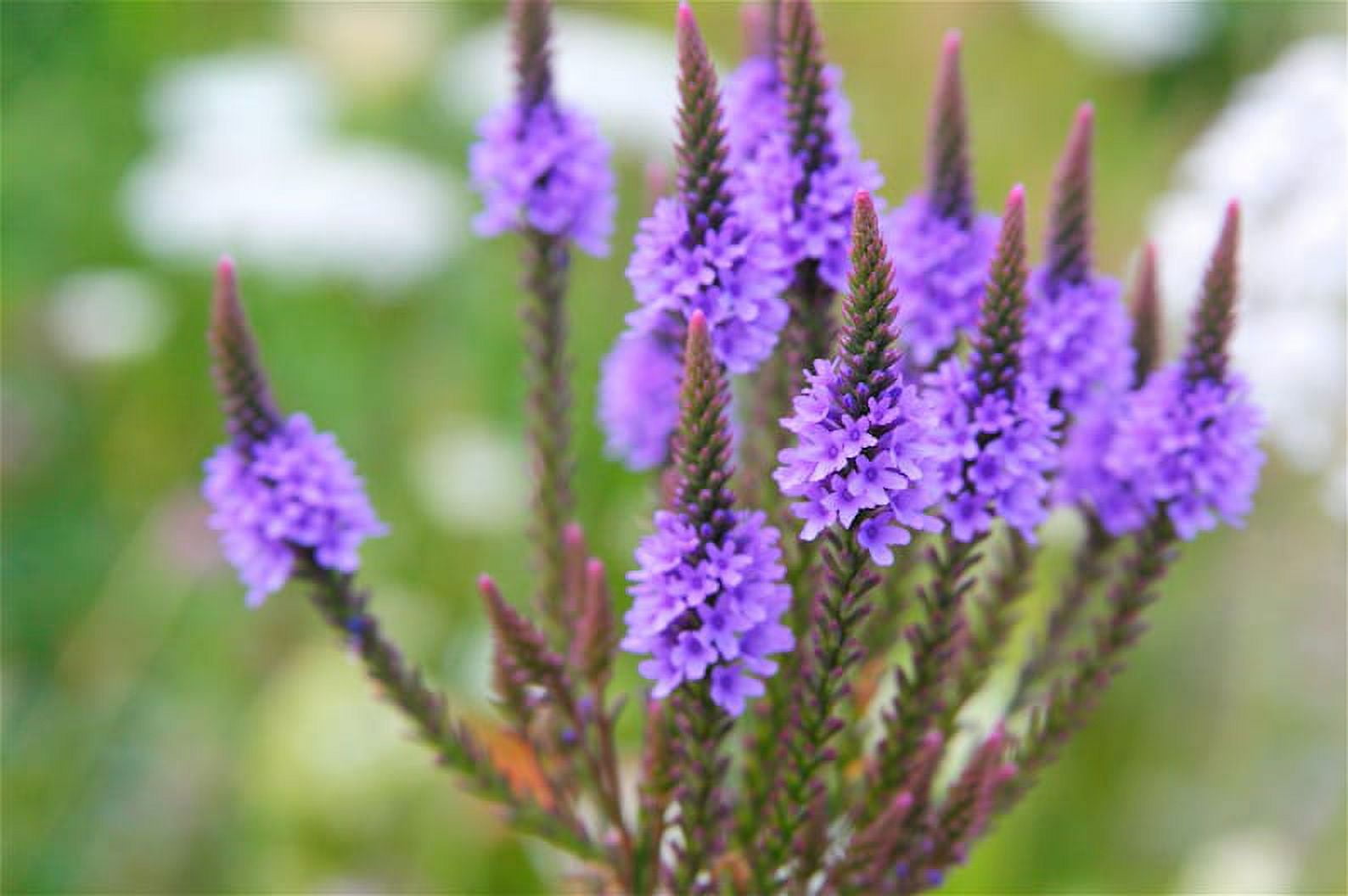 Blue Vervain Verbena hastata Meadow Wildflowers Premium Seeds for ...