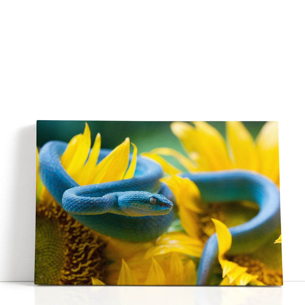 Blue Viper Snake On Sunflower - Wrapped Canvas Print Wall Art | 60" W x ...