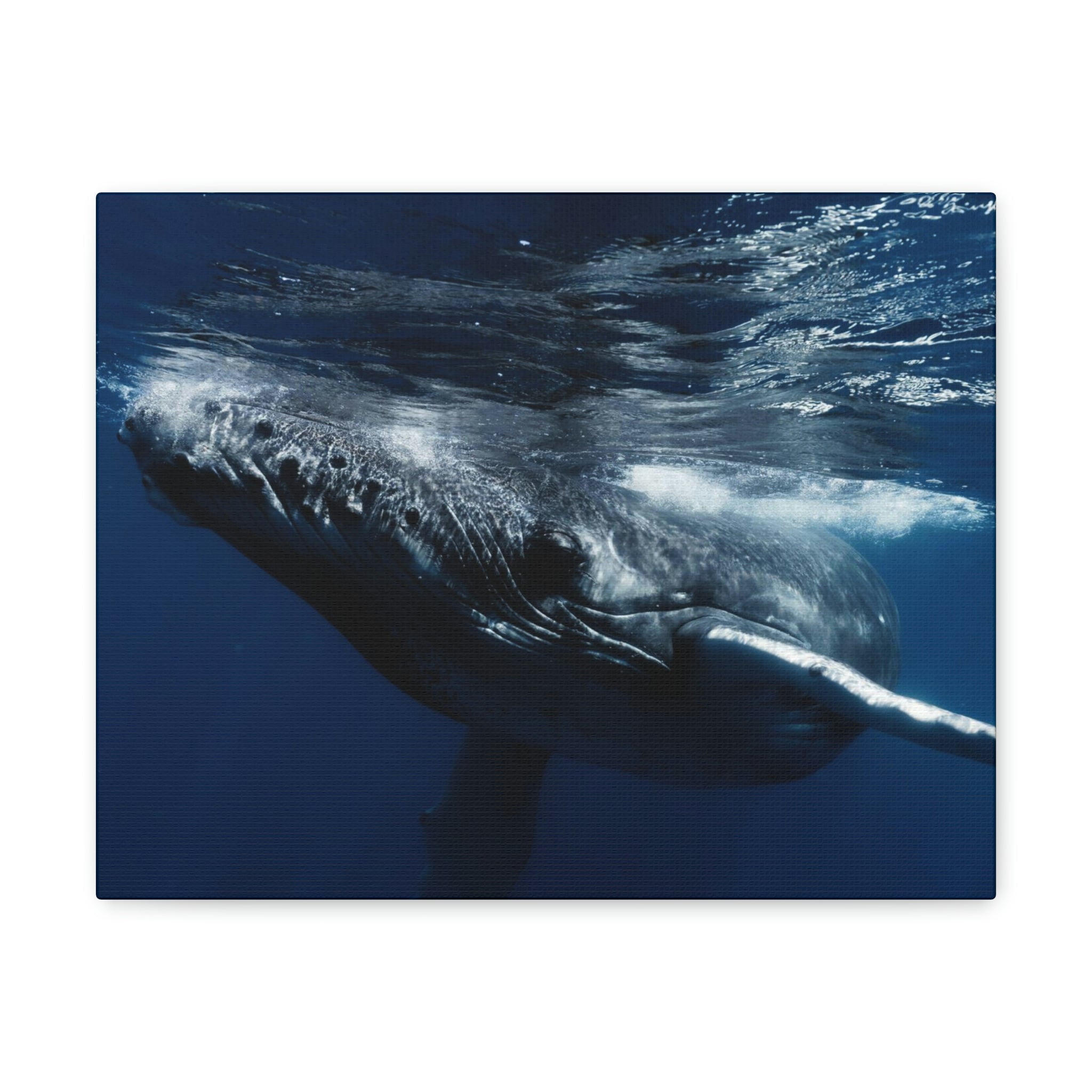Blue Whale Hunting Blue Whale on Hunt Print Animal Wall Art Wildlife ...