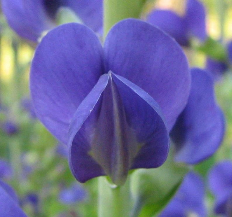 Blue Wild Indigo Baptisia australis Meadow Wildflowers Premium Seeds ...