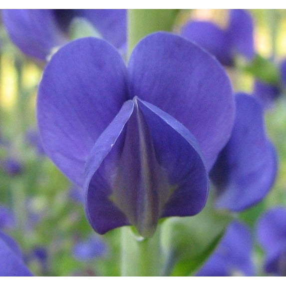 Blue Wild Indigo Baptisia australis Meadow Wildflowers Premium Seeds ...