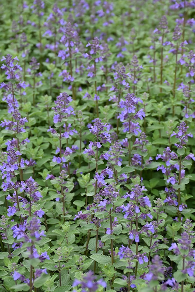 Blue Wonder Catmint Perennial Plant - Nepeta racemosa - Gallon Pot ...