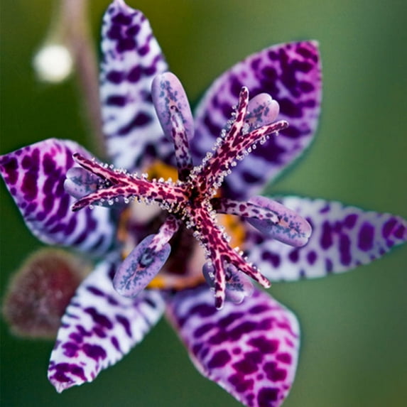 "Holland Bulb Farms Blue Wonder Toad Lily Root, Star-Shaped Blooms ...