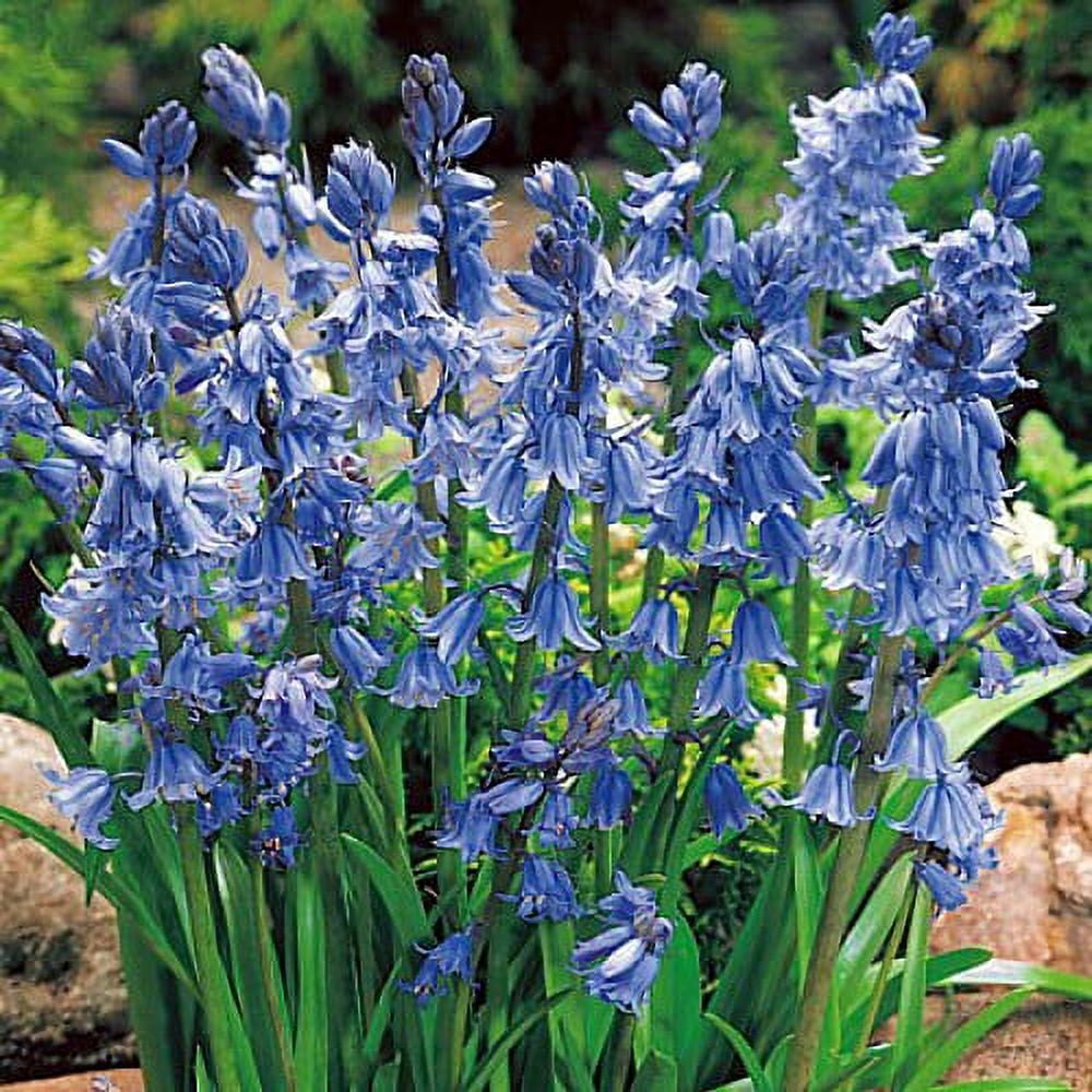 Blue Wood Hyacinth Mix 15 Bulbs - Hyacinthoides - Spanish Bluebell - 8/ ...