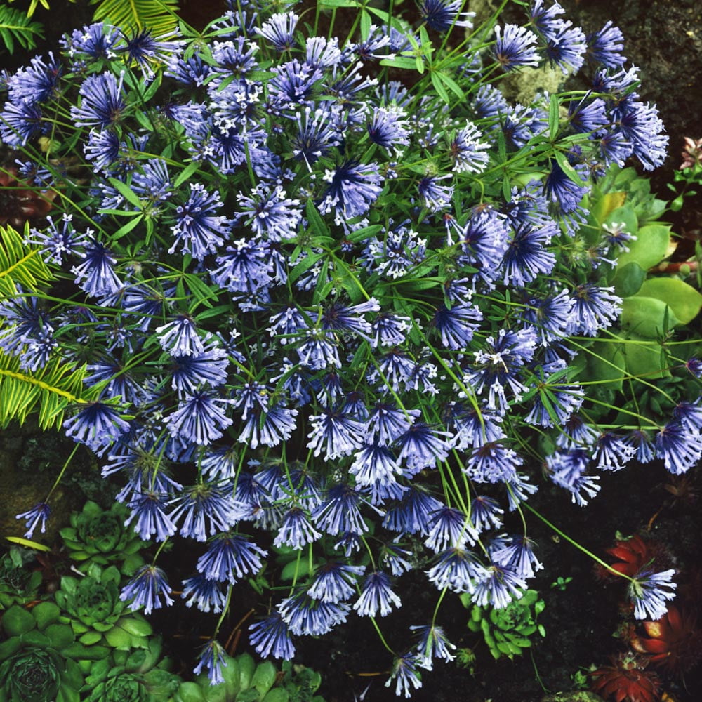 Blue Woodruff Seeds - Asperula Orientalis Blue Surprise Herb Seed ...