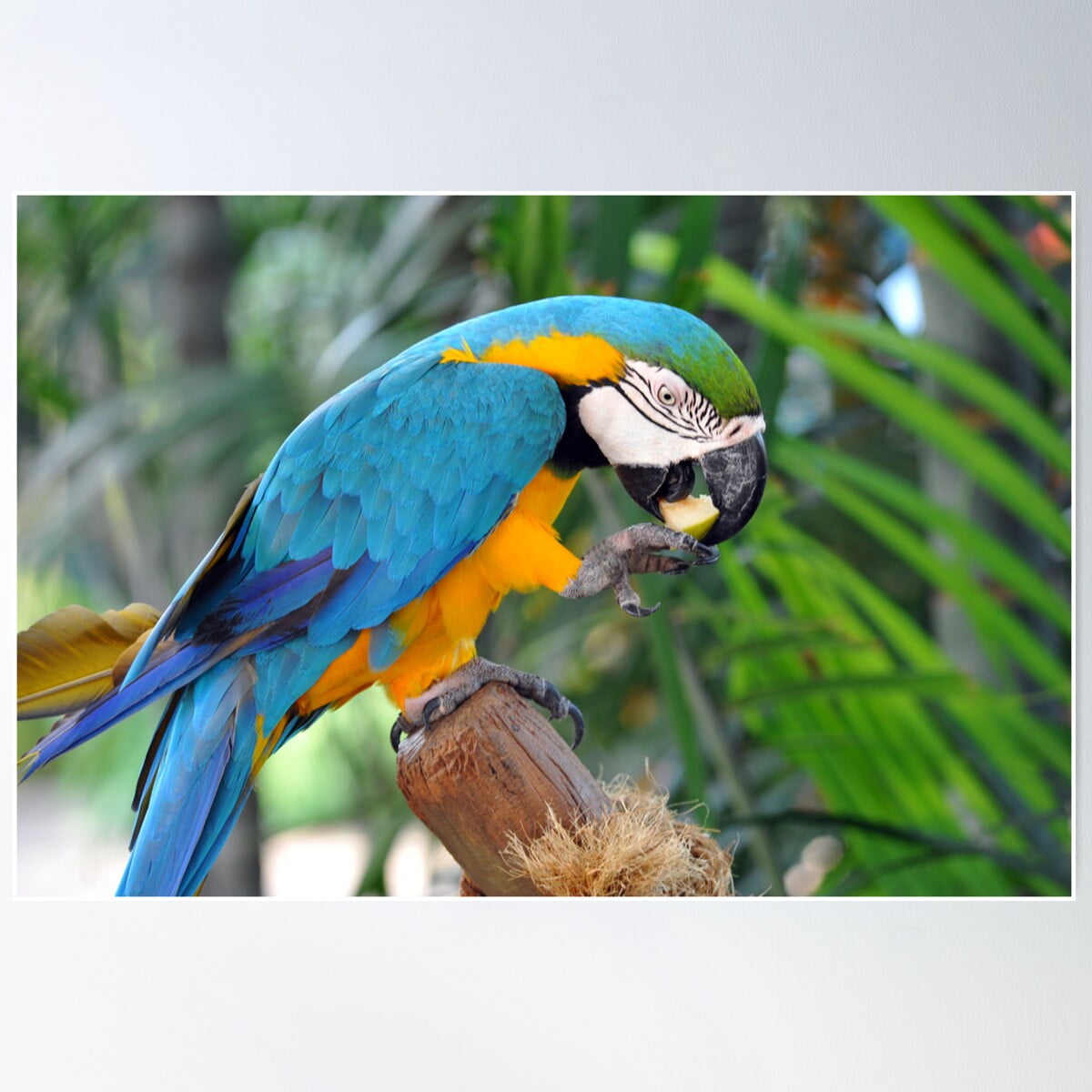 Blue & Yellow Macaw. Poster Wall Art, Modern Wall Decor For Living Room ...
