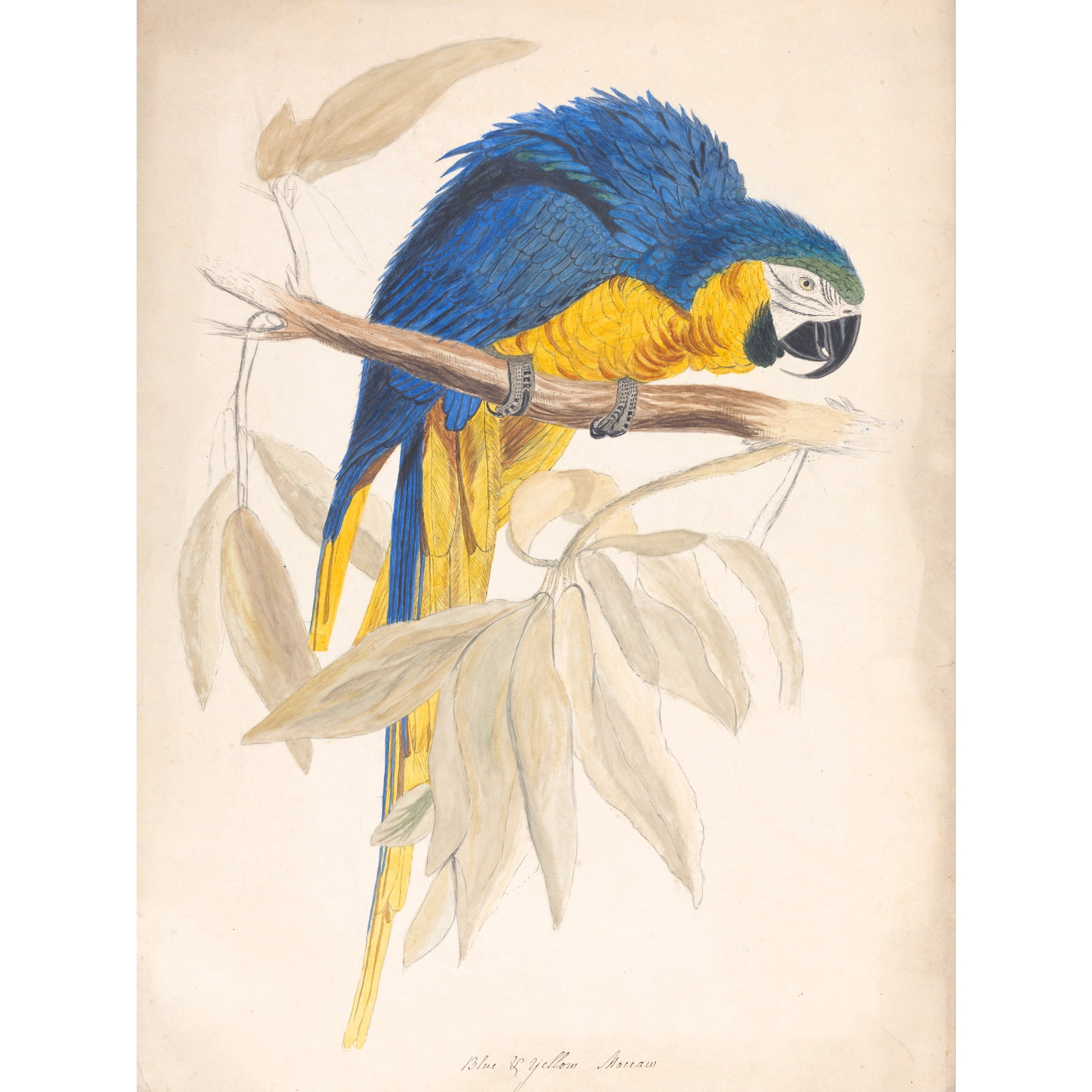 Blue & Yellow Maccaw Extra Large Art Print Wall Mural Poster Premium XL ...
