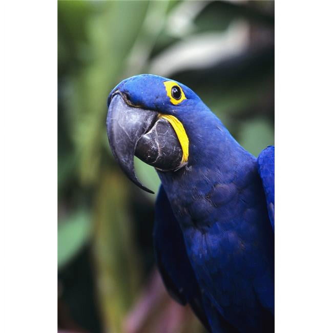 Blue and yellow Hyacinth Macaw bird Poster Print - Walmart.com