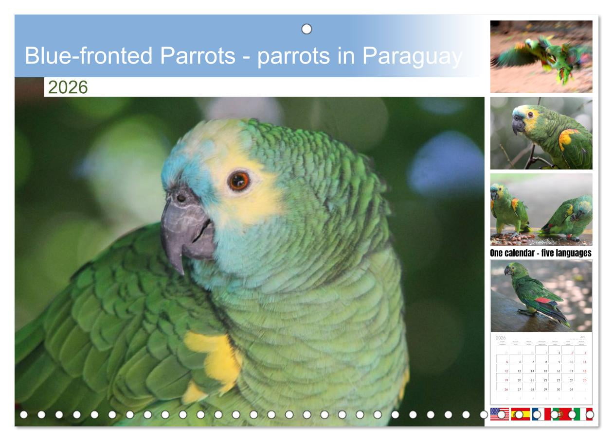 Blue-fronted Parrots - parrots in Paraguay (Monthly Wall Calendar 2026 ...